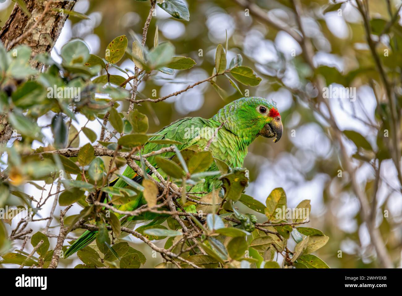 Red-lored amazon or red-lored parrot, Curubande, Costa Rica Stock Photo ...