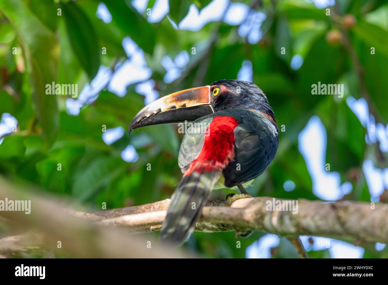 Collared aracari, Pteroglossus torquatus. Bird in the toucan family ...