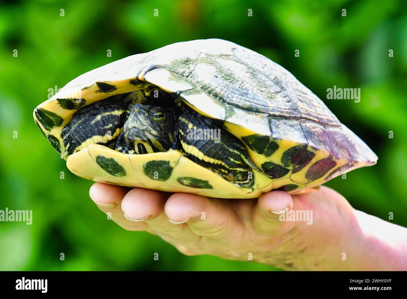 Photo Picture of Red Eared Terrapin Turtle Trachemys Scripta Elegans ...