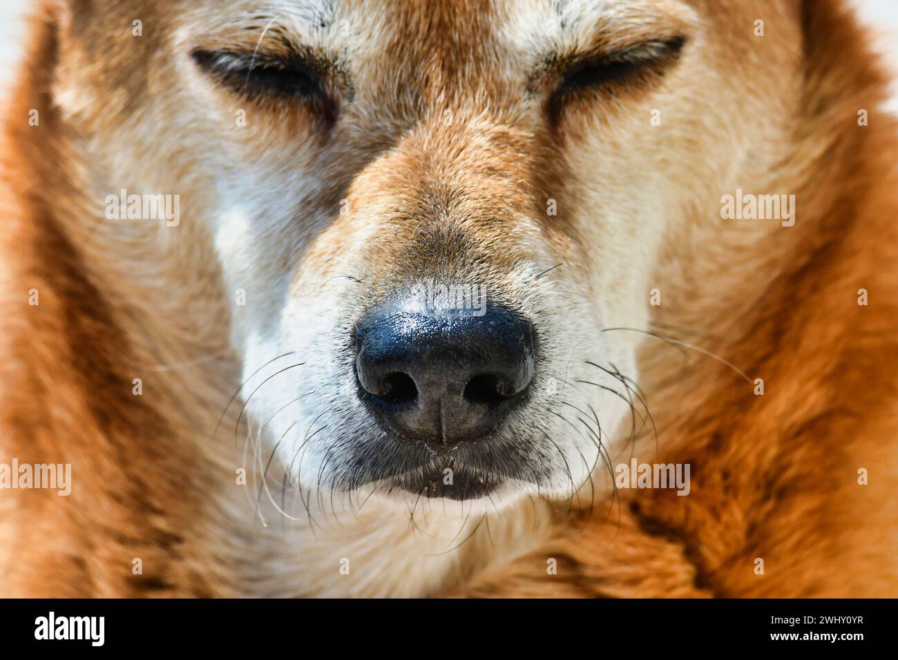 Portrait of a dog, photo as a background , australian german shepard ...