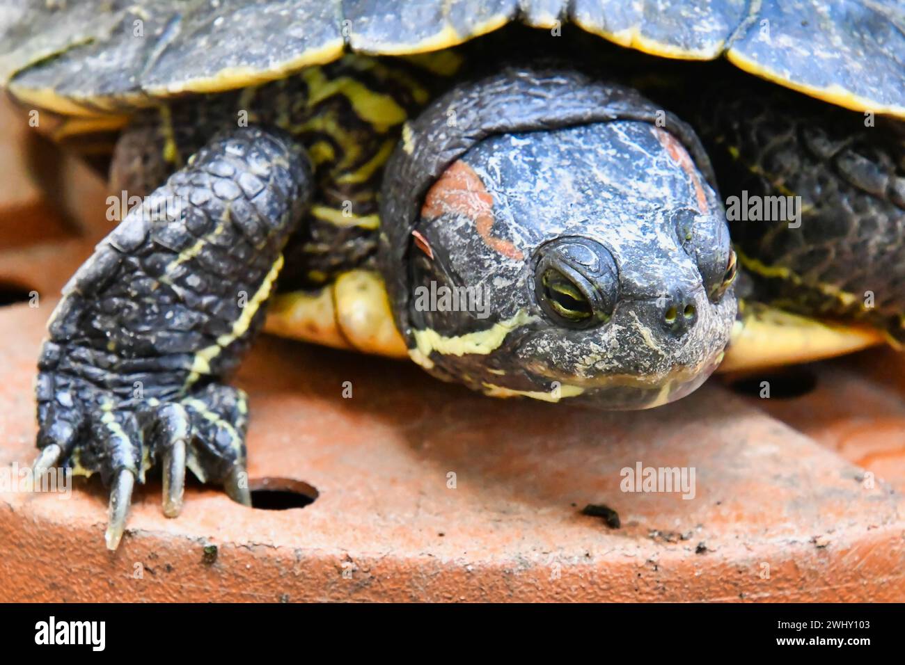 Photo Picture of Red Eared Terrapin Turtle Trachemys Scripta Elegans ...