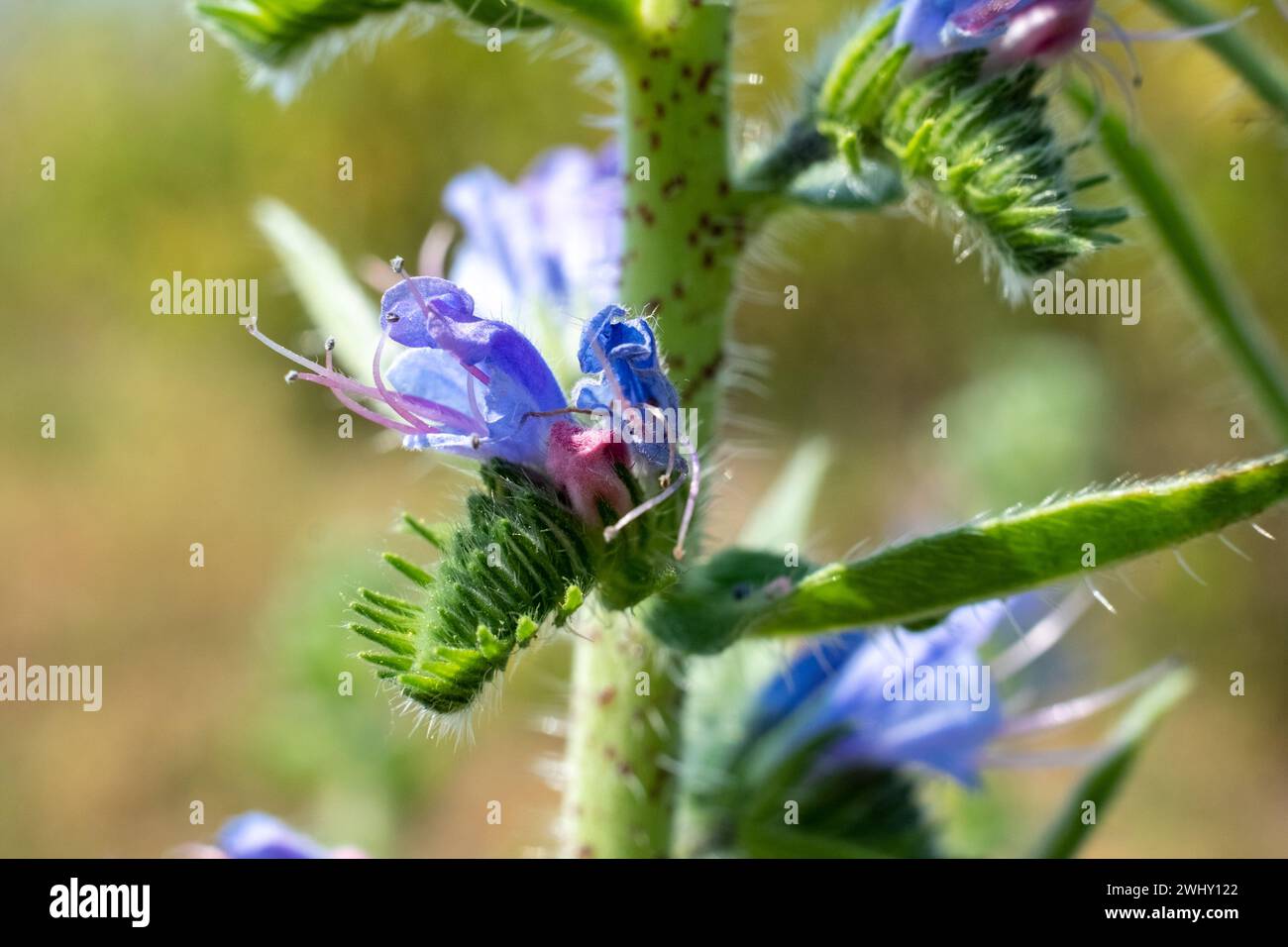 Echium vulgare in nature hi-res stock photography and images - Alamy