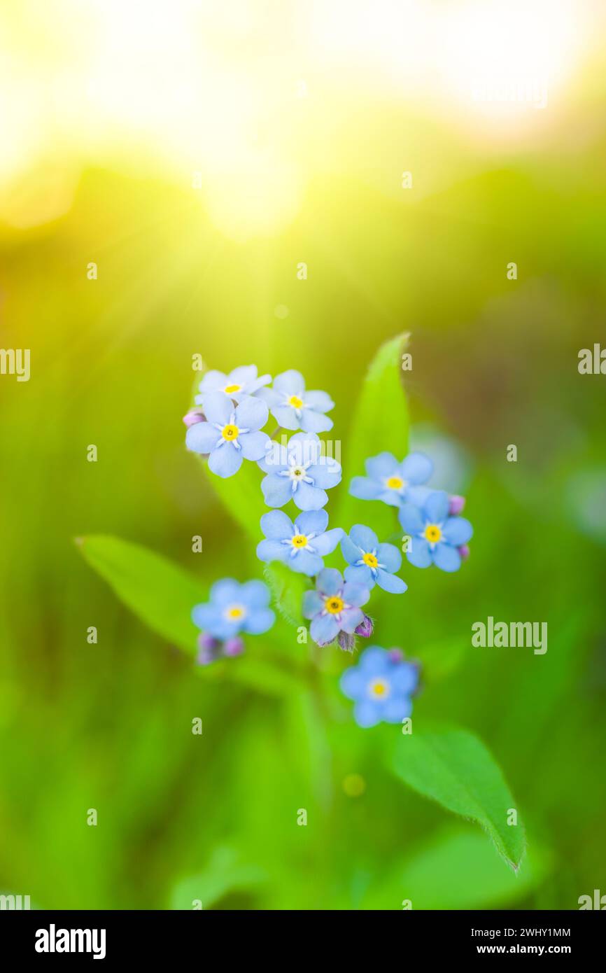 Unique blue forget-me-not flowers close up Stock Photo - Alamy