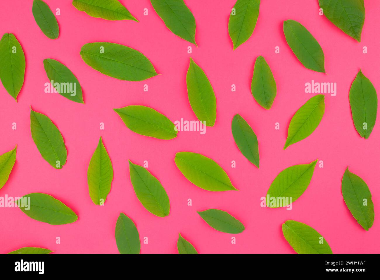 Flat lay of colorful leaves hi-res stock photography and images - Alamy
