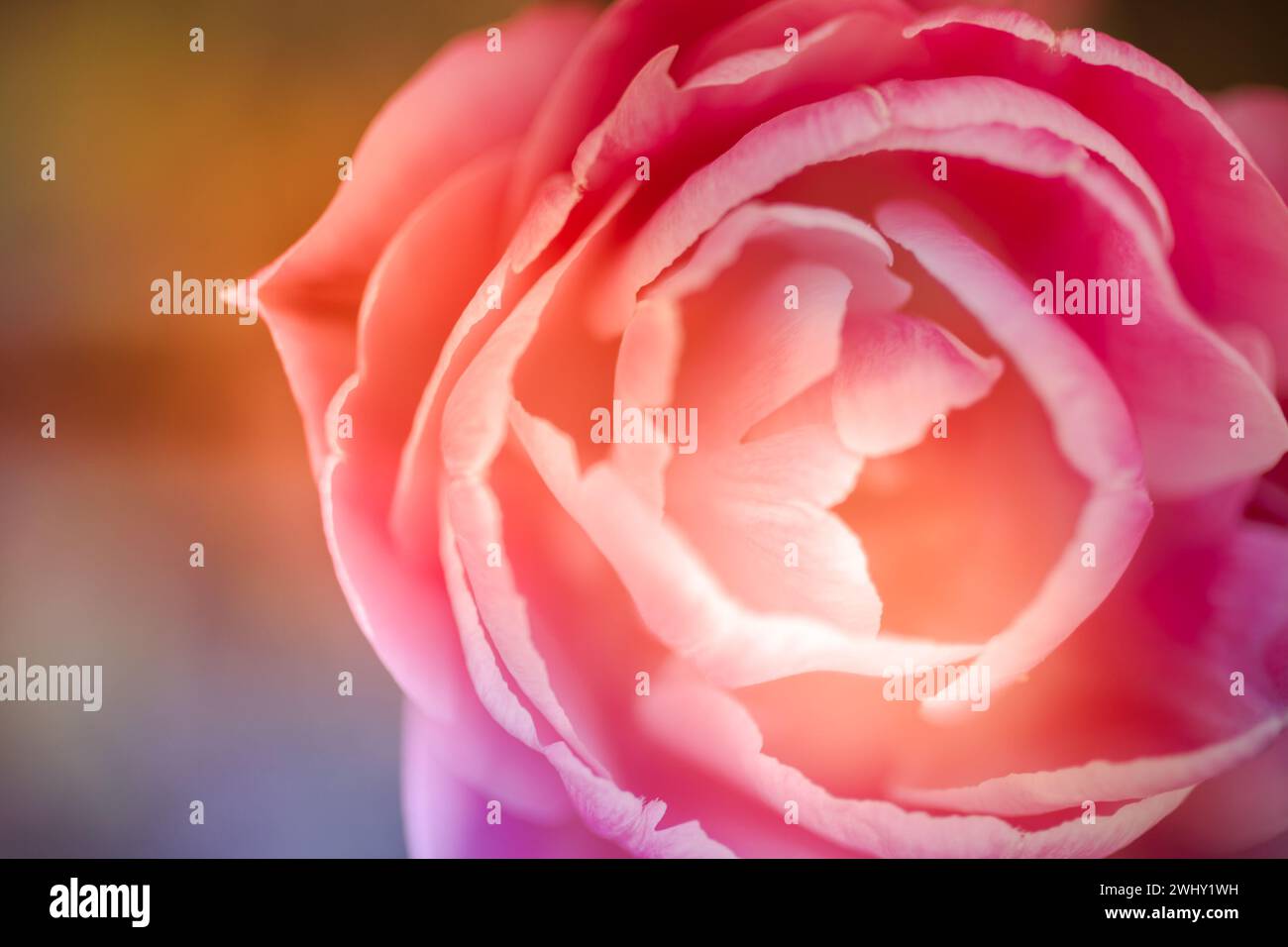 Beautiful closeup shot unique hi-res stock photography and images - Alamy