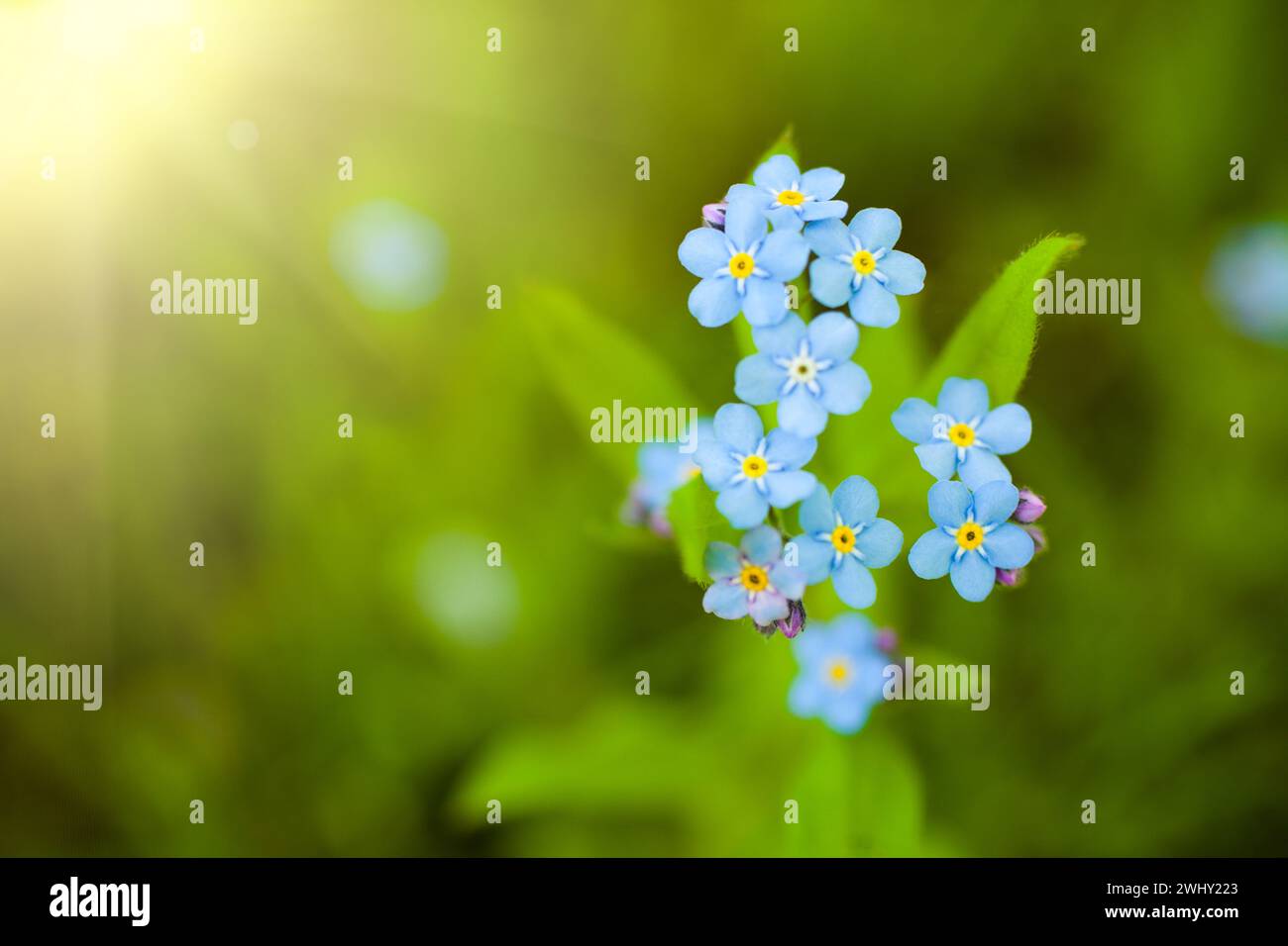 Unique blue forget-me-not flowers close up Stock Photo - Alamy