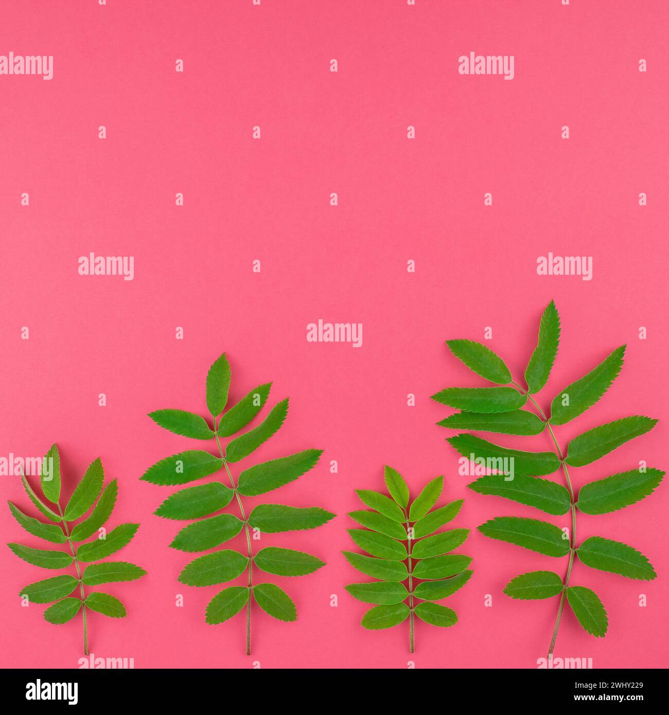 Green rowan tree leaves on bright pink background Stock Photo - Alamy