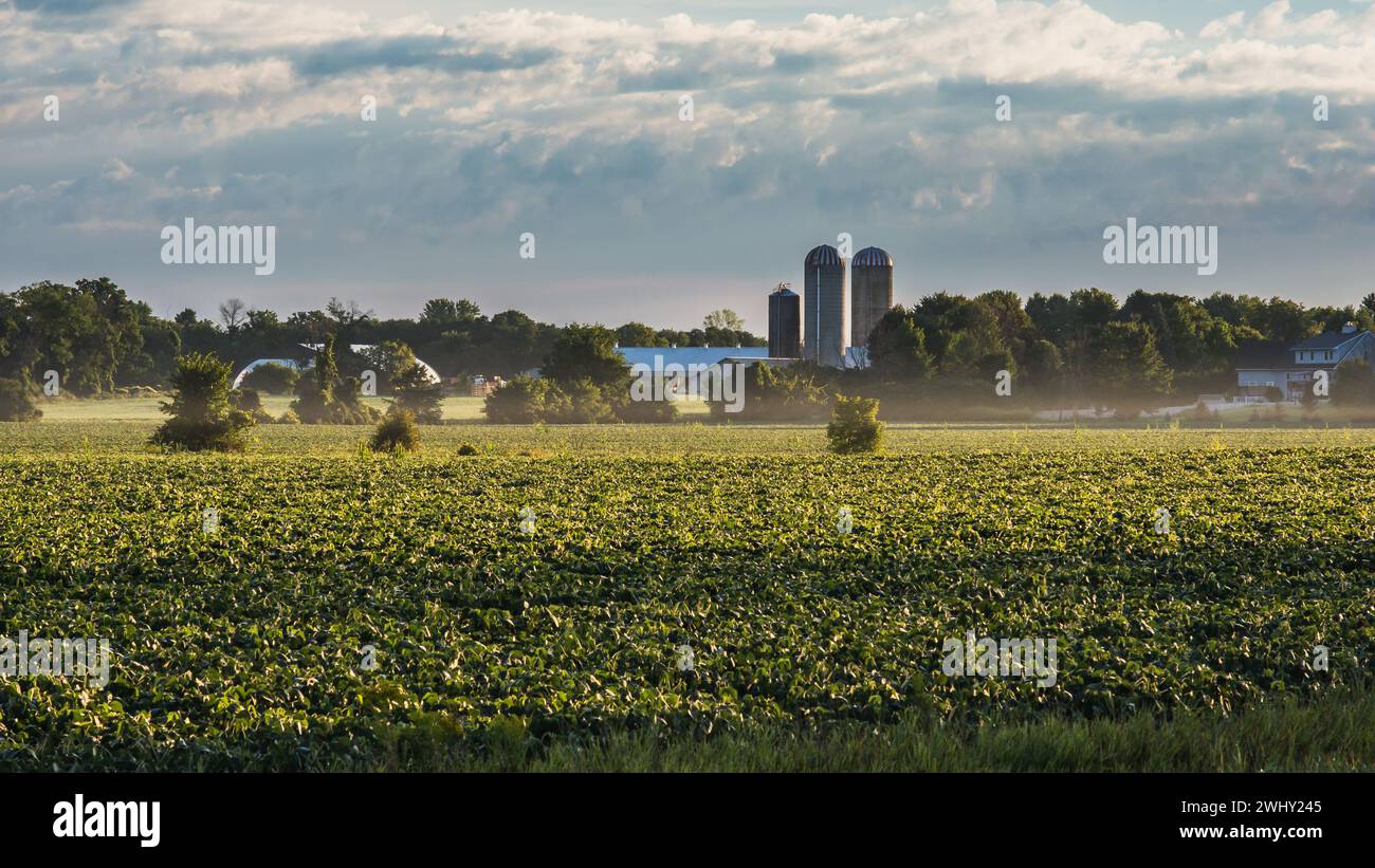 Misty morning farm land Stock Photo - Alamy