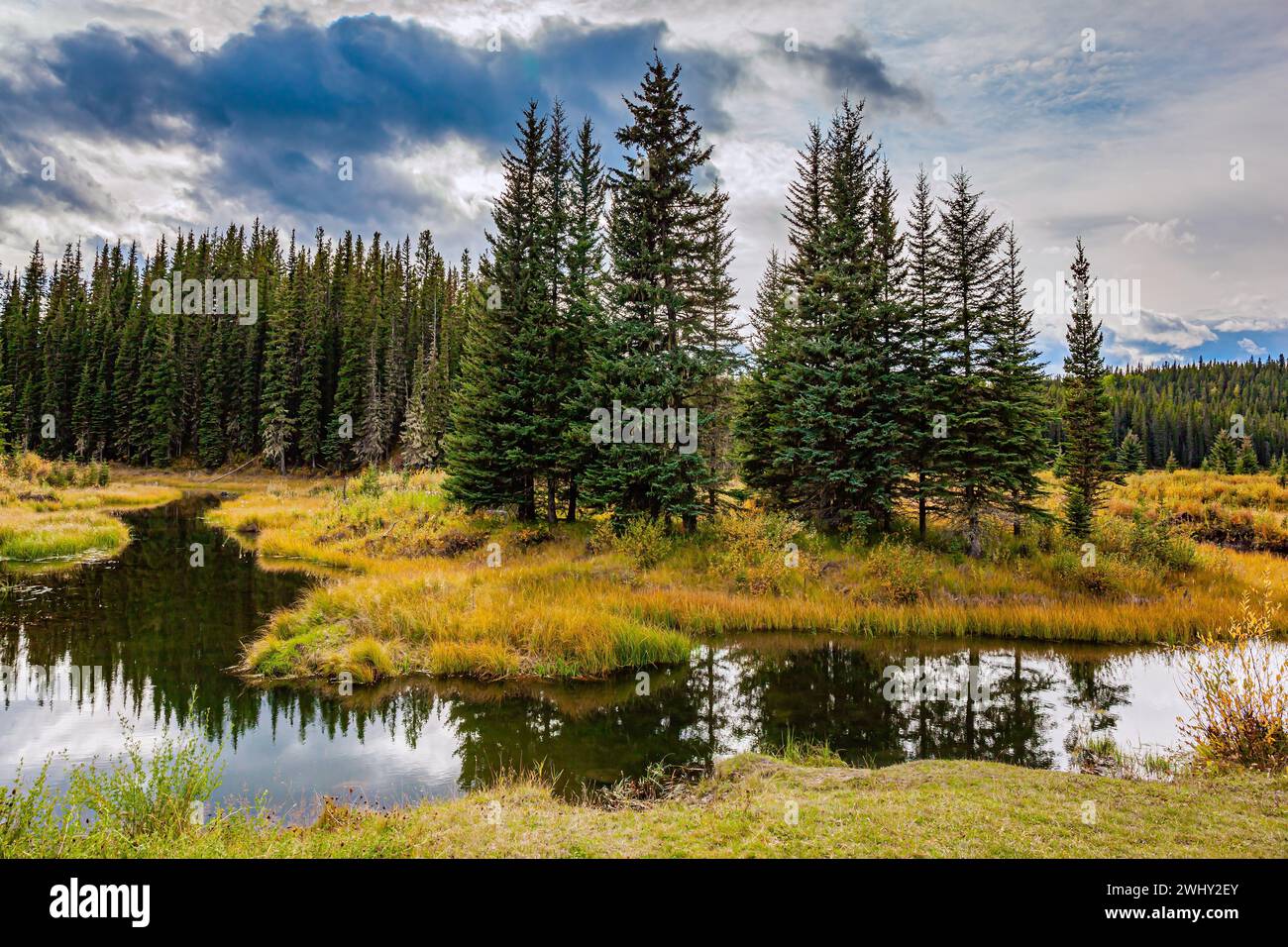 Landscape wildflowers evergreen forest hi-res stock photography and images - Alamy