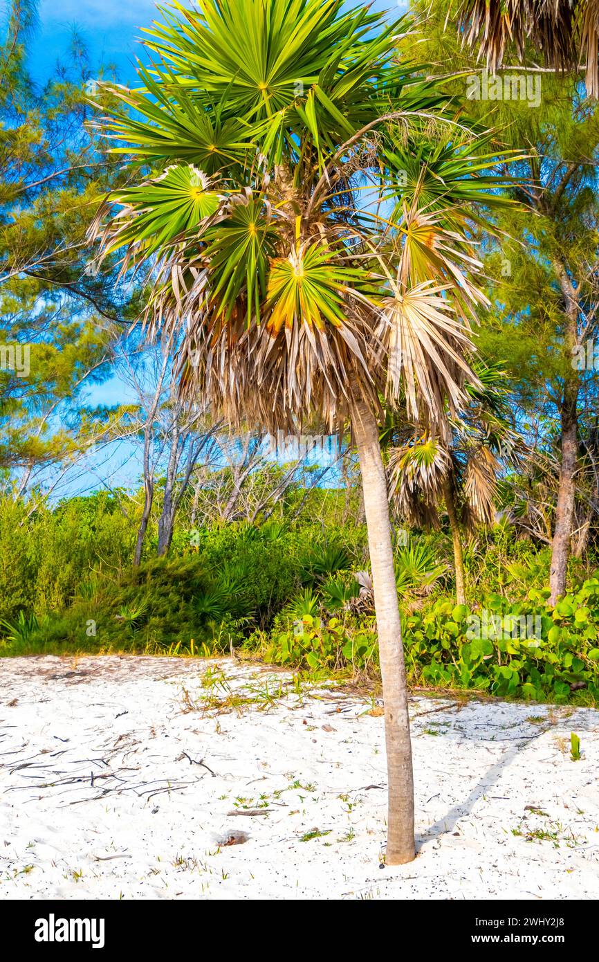 Palm tree leaves seeds fruits of a tropical green exotic and Caribbean ...