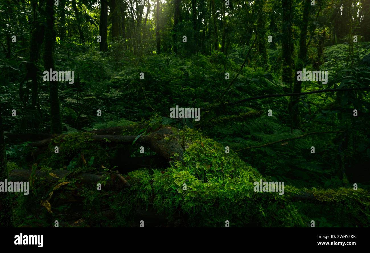 Dense dark green trees forest with rays of sunlight. Forest ecosystem ...