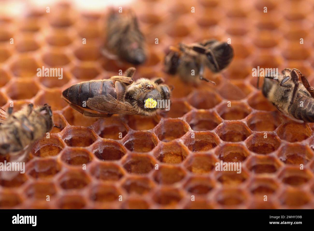 A dead queen bee on a honeycomb Stock Photo - Alamy