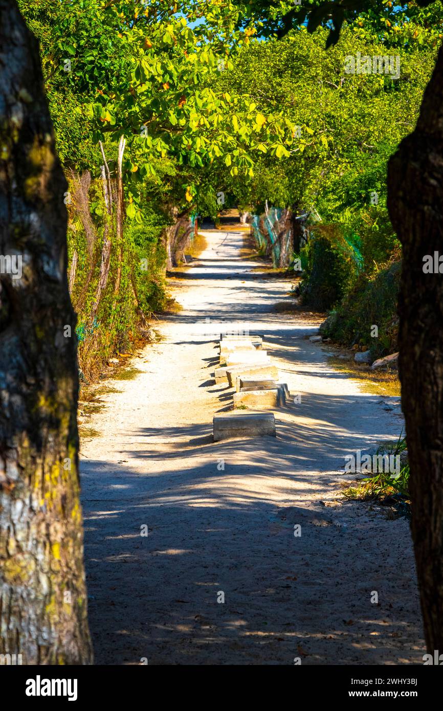 Tropical natural way walking path to the beach in the nature jungle ...