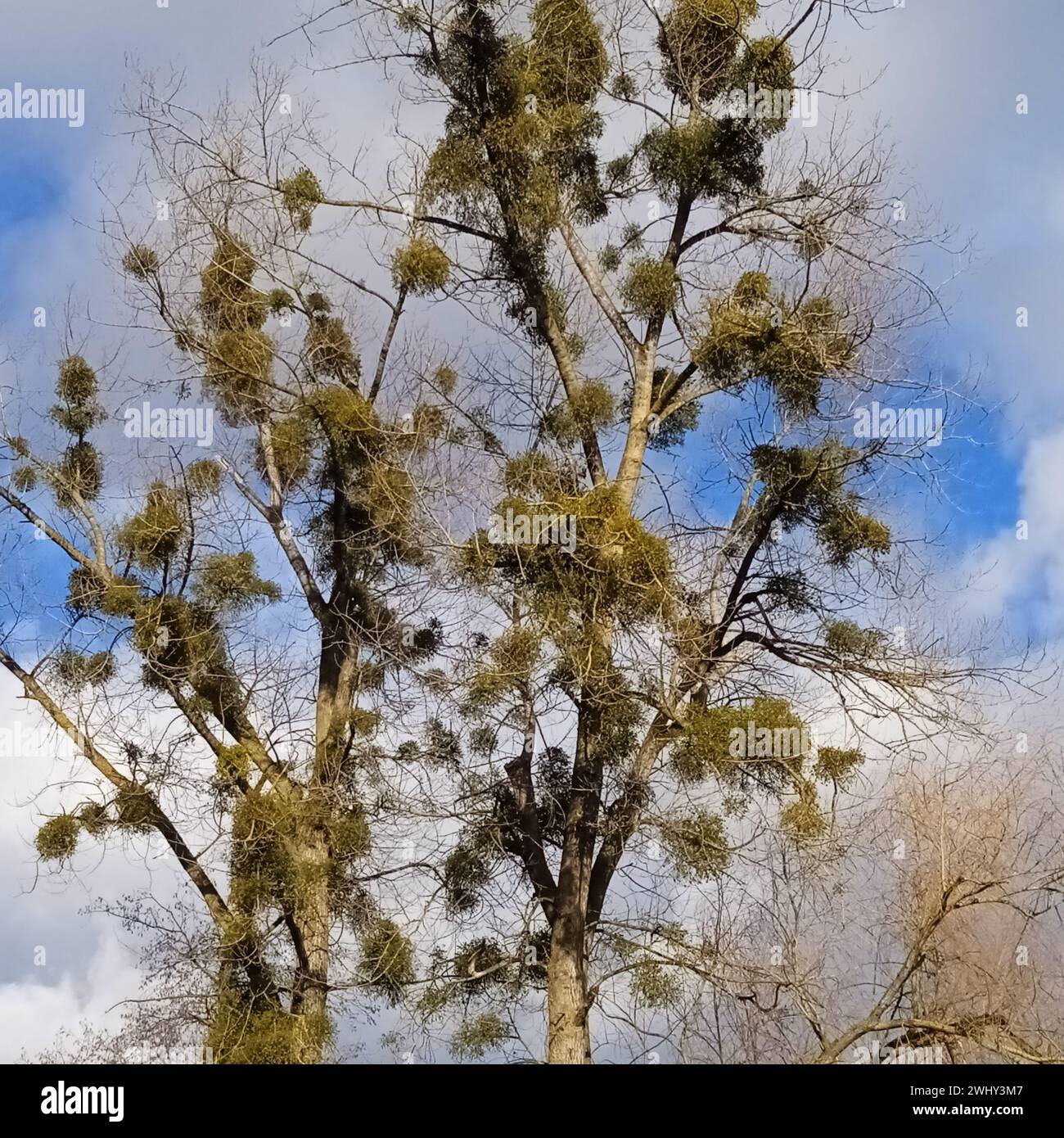 Mistletoe growing tree trees hi-res stock photography and images - Alamy
