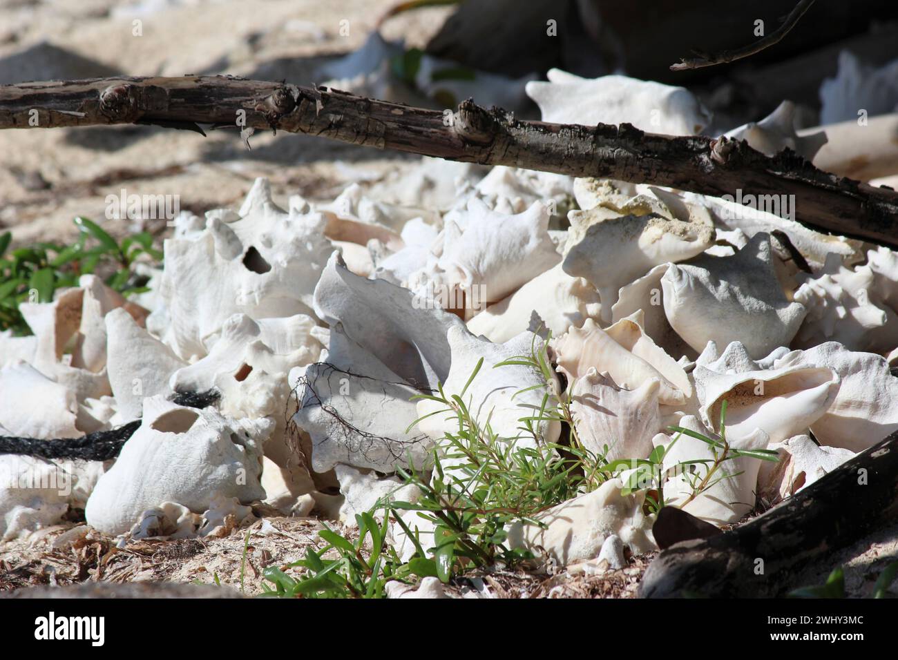 Sea shells at the beach Stock Photo - Alamy