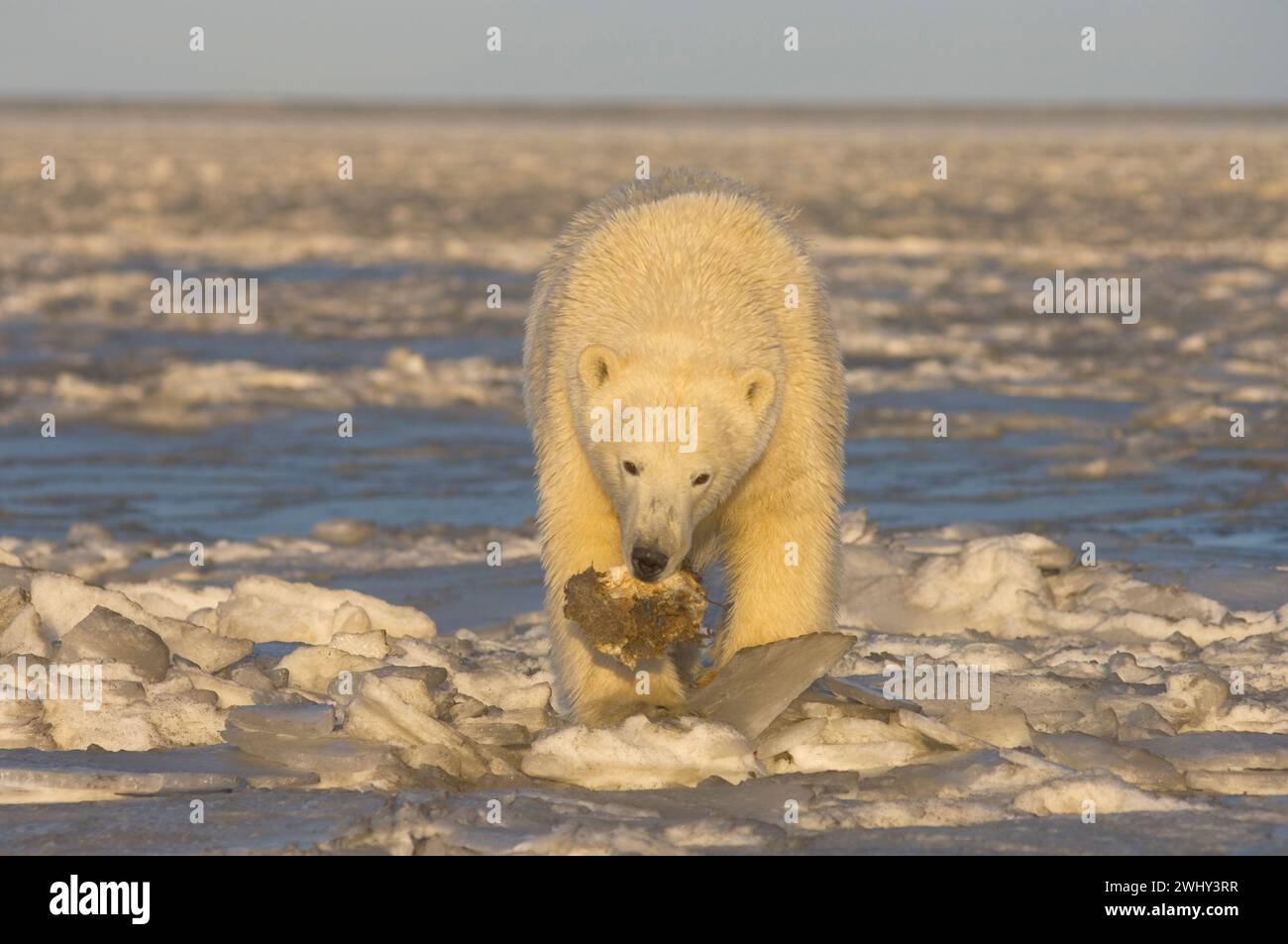 polar bear Ursus maritimus along a barrier island on the Arctic coast ...