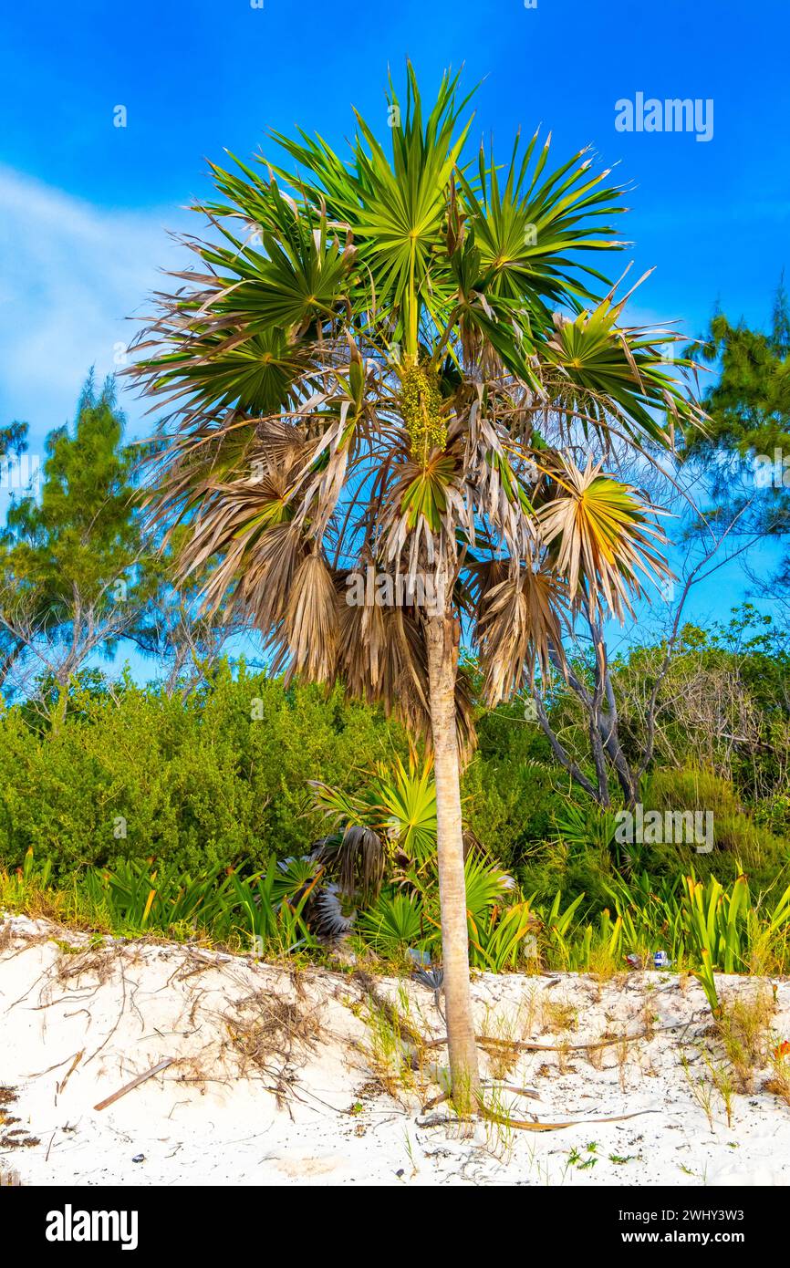 Palm tree leaves seeds fruits of a tropical green exotic and Caribbean ...