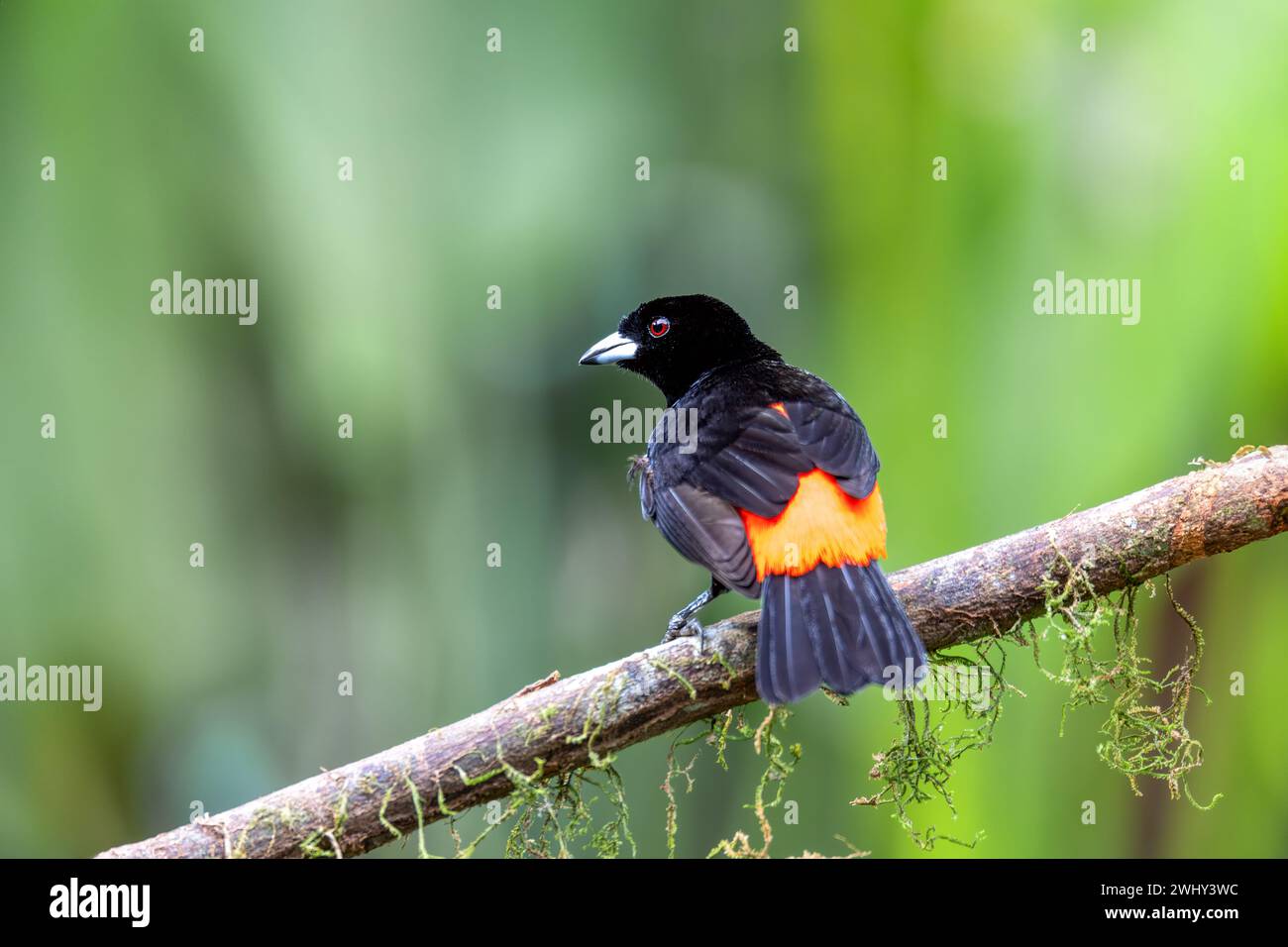 Scarlet-rumped tanager tanager, Ramphocelus passerinii. La Fortuna ...
