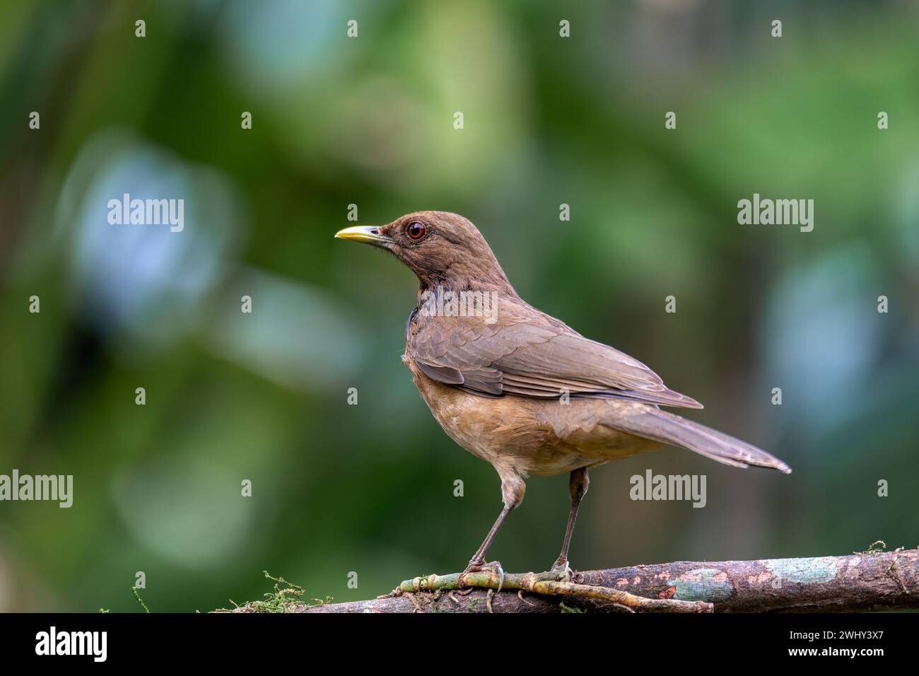 Bird Clay-colored Thrush, Turdus grayi. La Fortuna, Volcano Arenal ...