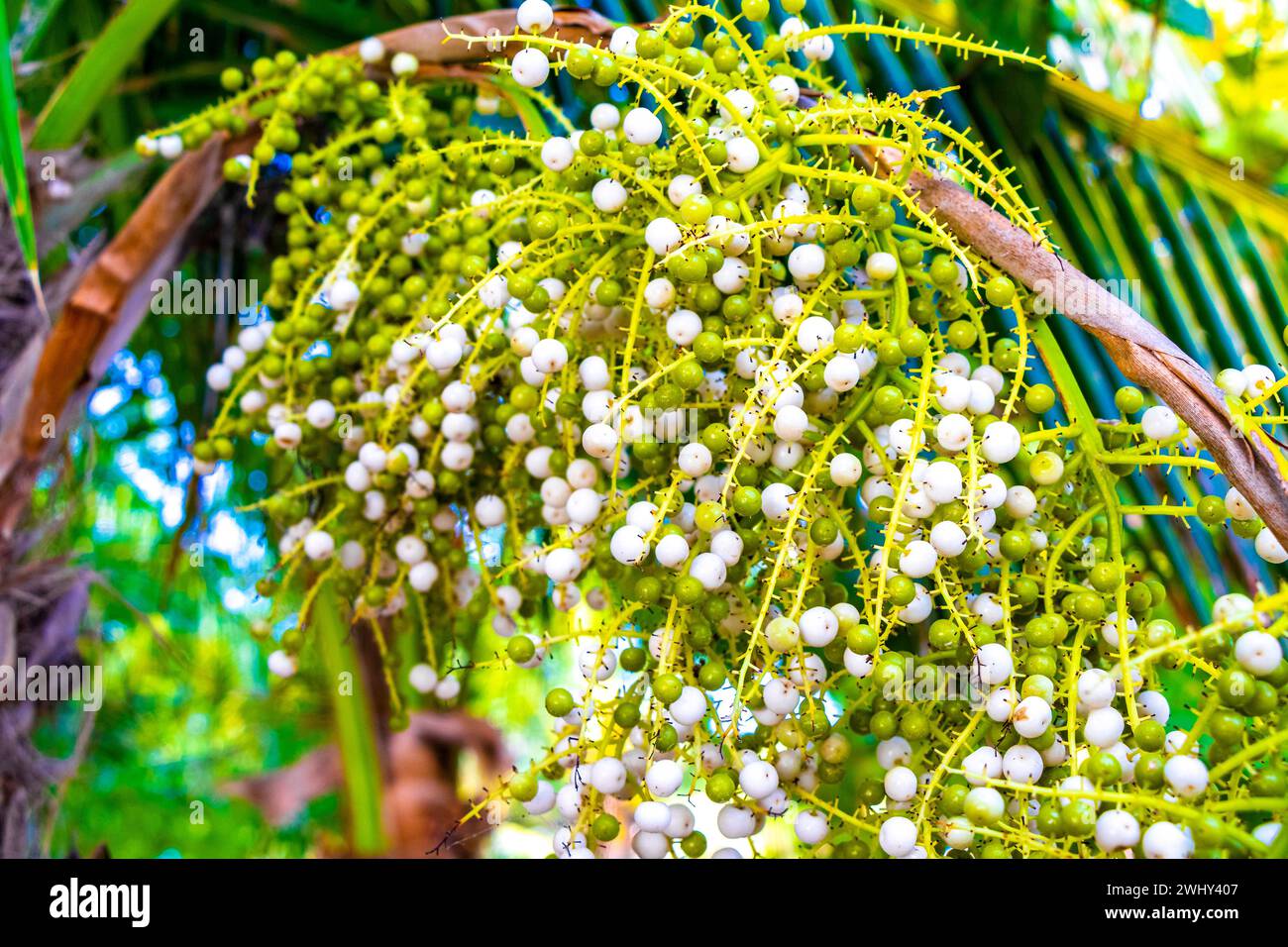 Palm tree leaves seeds fruits of a tropical green exotic and Caribbean ...