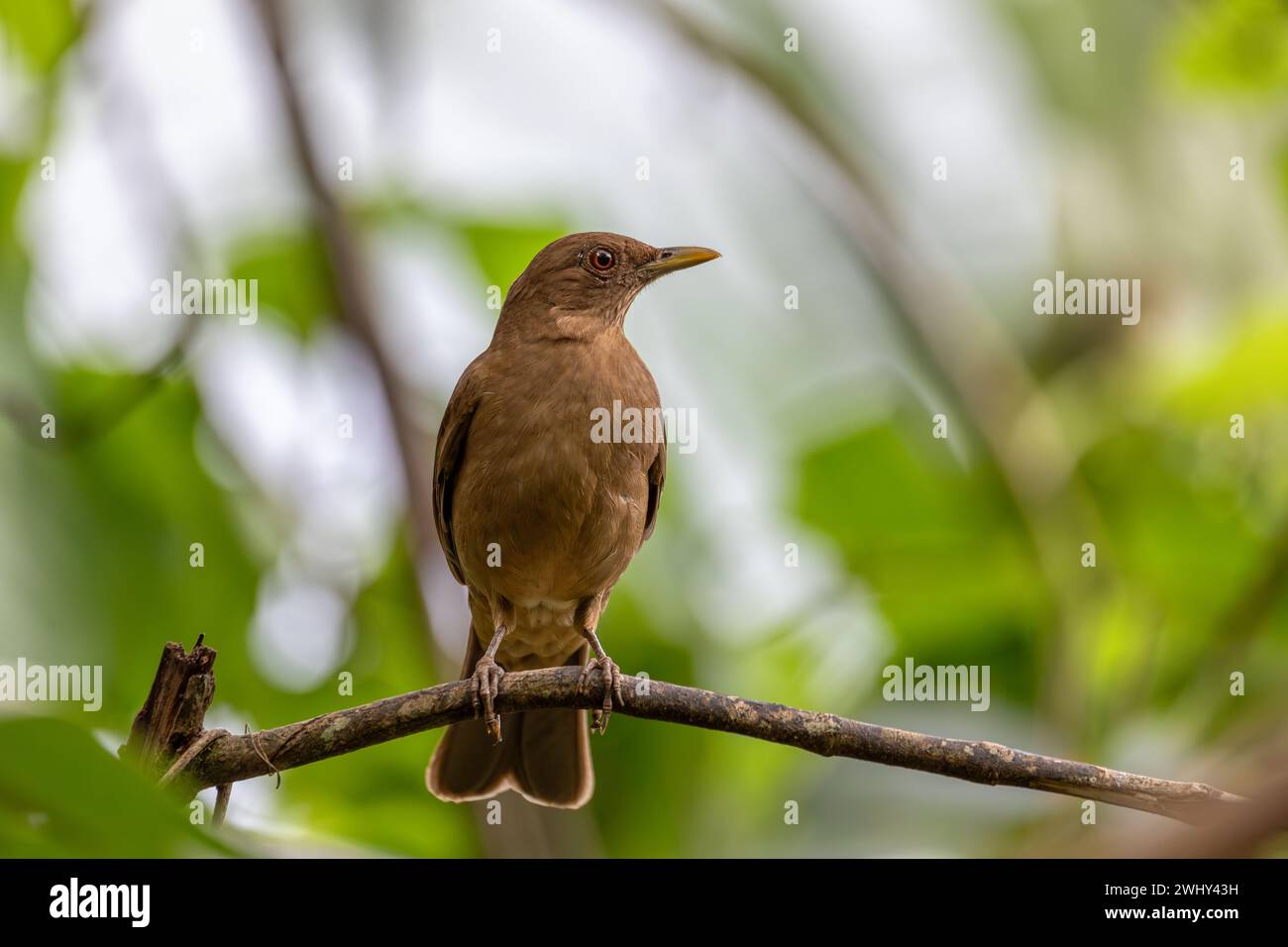 Bird Clay-colored Thrush, Turdus grayi. La Fortuna, Volcano Arenal ...