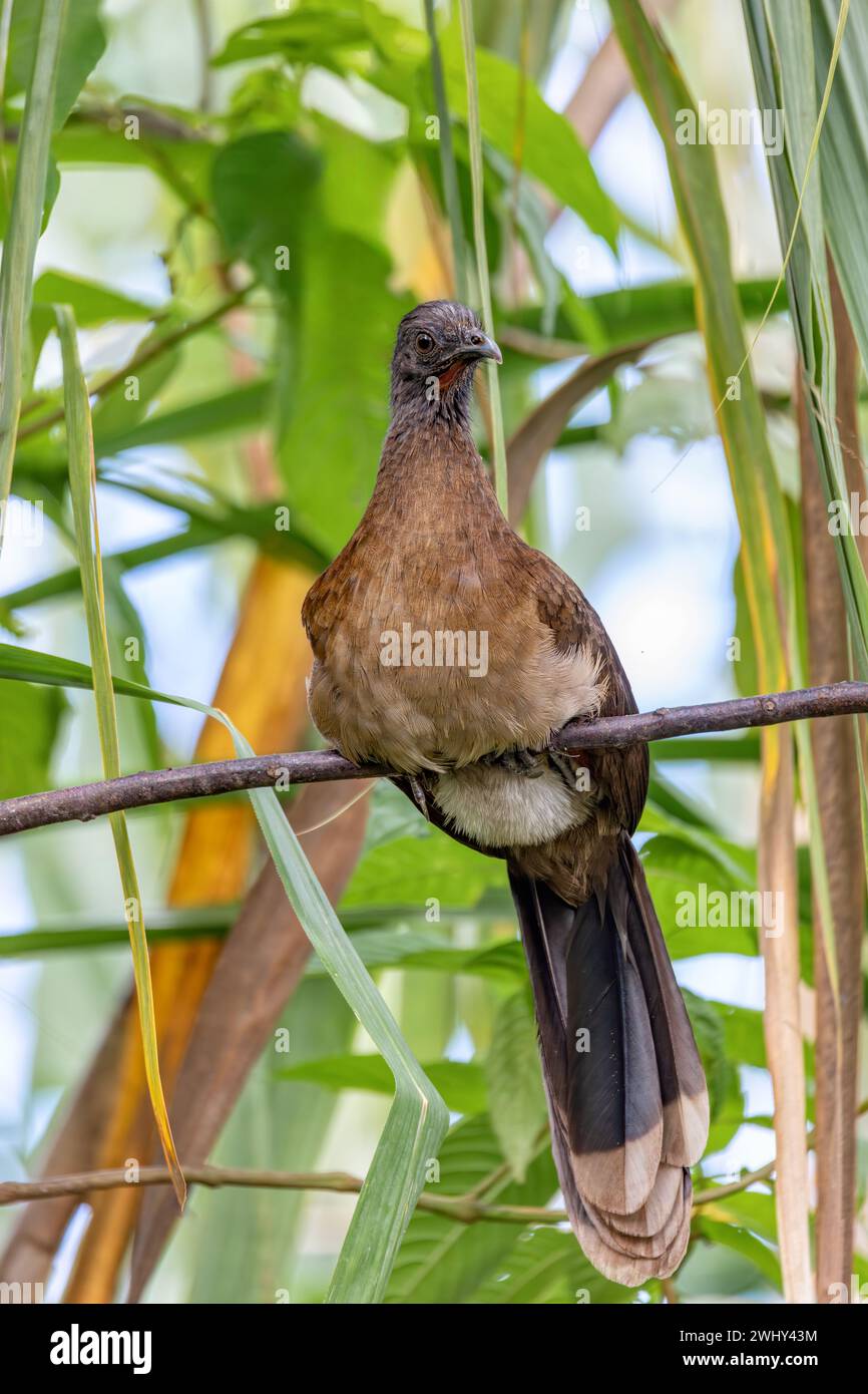 Bird Grey-headed chachalaca (Ortalis cinereiceps). La Fortuna, Volcano ...
