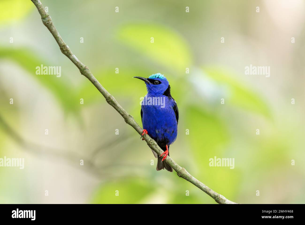 Male of Red-legged honeycreeper (Cyanerpes cyaneus), small songbird ...