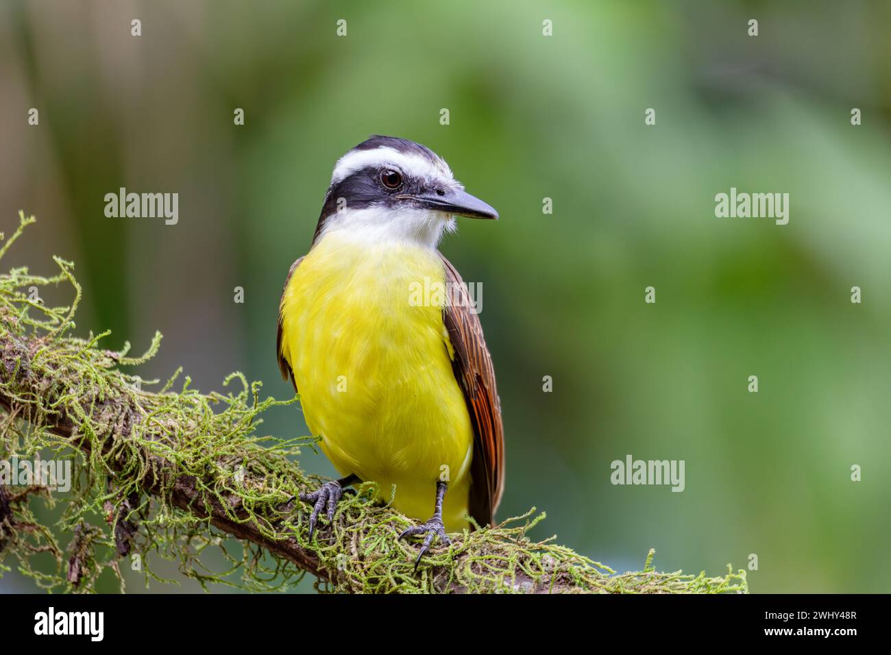 Great kiskadee, Pitangus sulphuratus, La Fortuna, Volcano Arenal, Costa ...