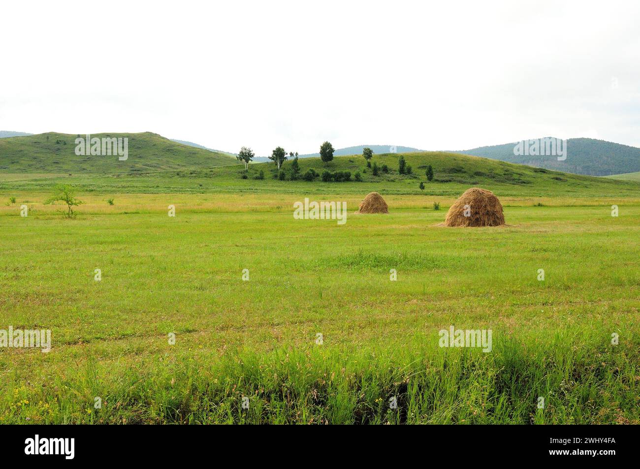 Stacks of fresh hay in a clearing at the foot of a hill under a cloudy ...