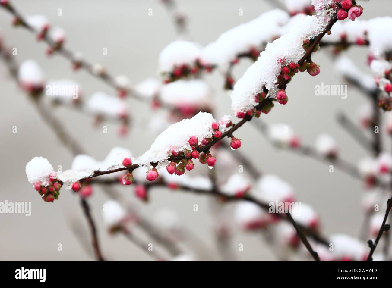Peach blossom, the snow landscape Stock Photo - Alamy