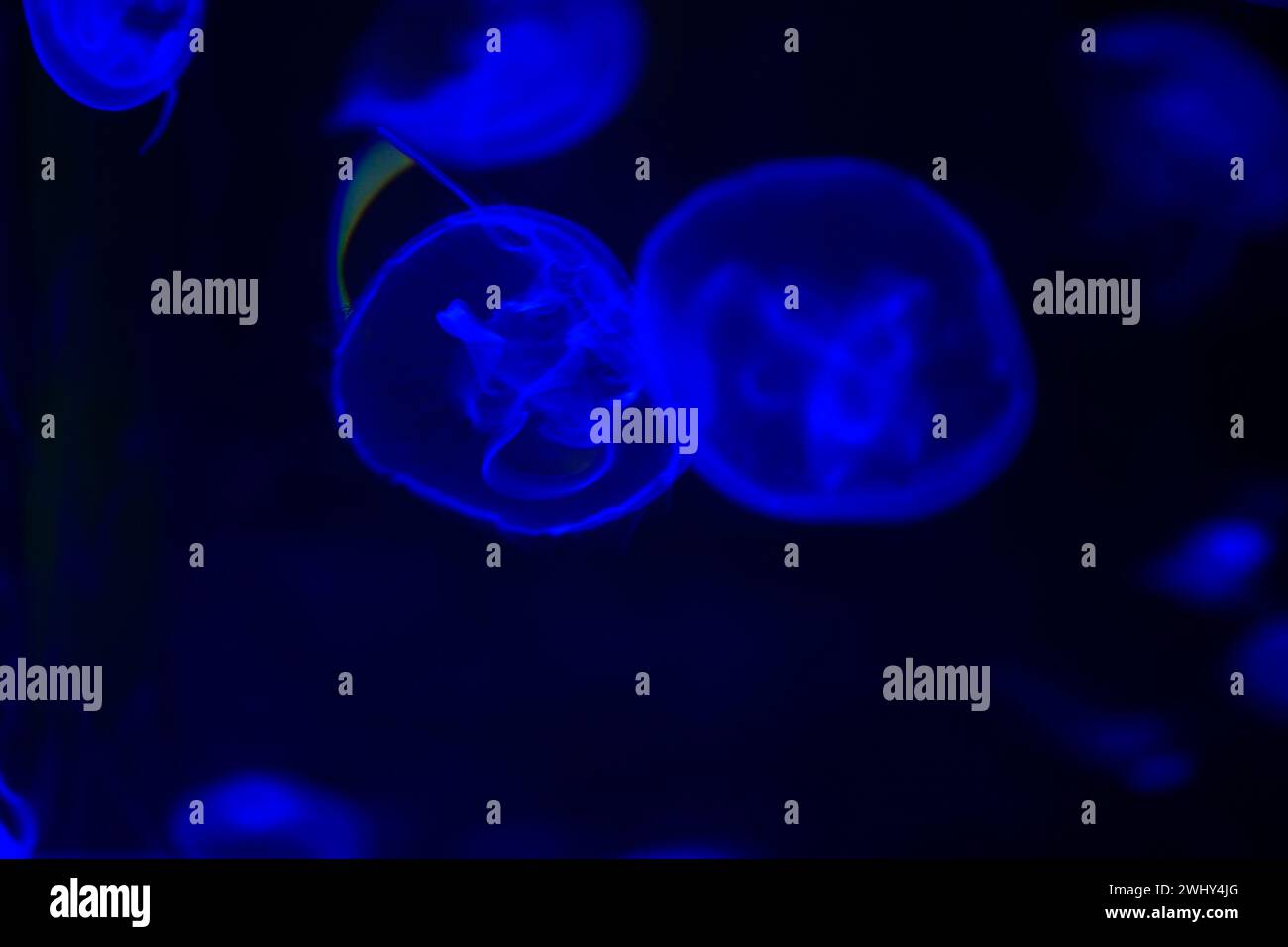 The beautiful jellyfish Stock Photo - Alamy