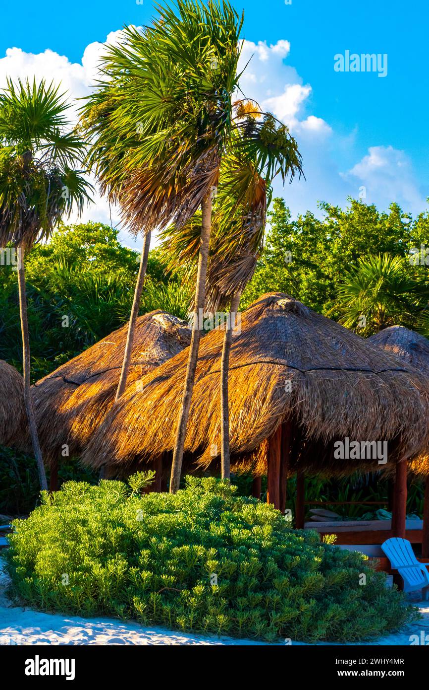 Palapa thatched roofs palm trees parasols umbrellas and sun loungers at ...