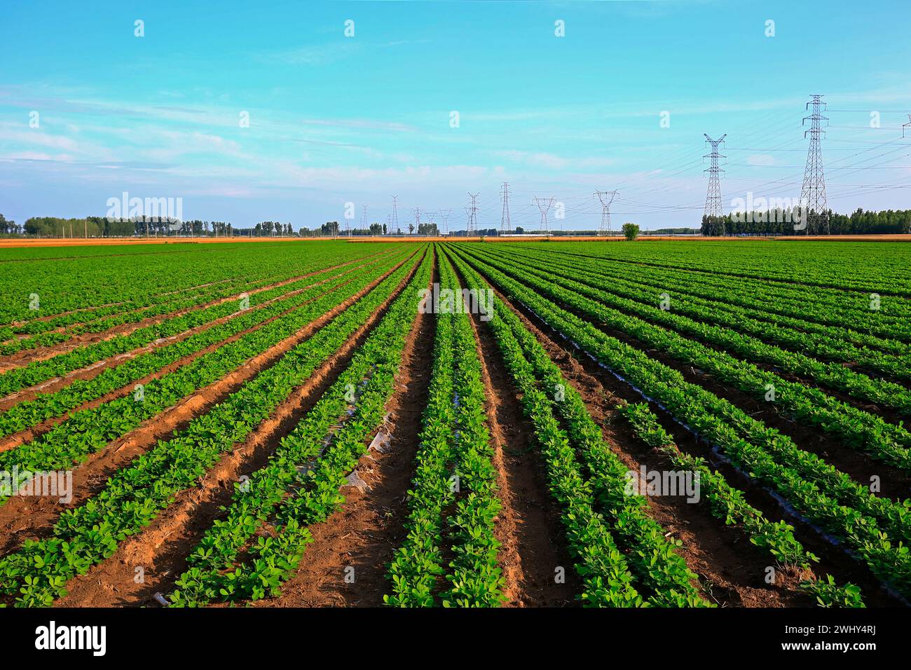 Rows of peanut fields Stock Photo - Alamy