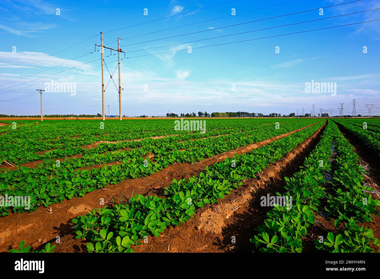 Peanut plants with peanut seeds hi-res stock photography and images - Alamy