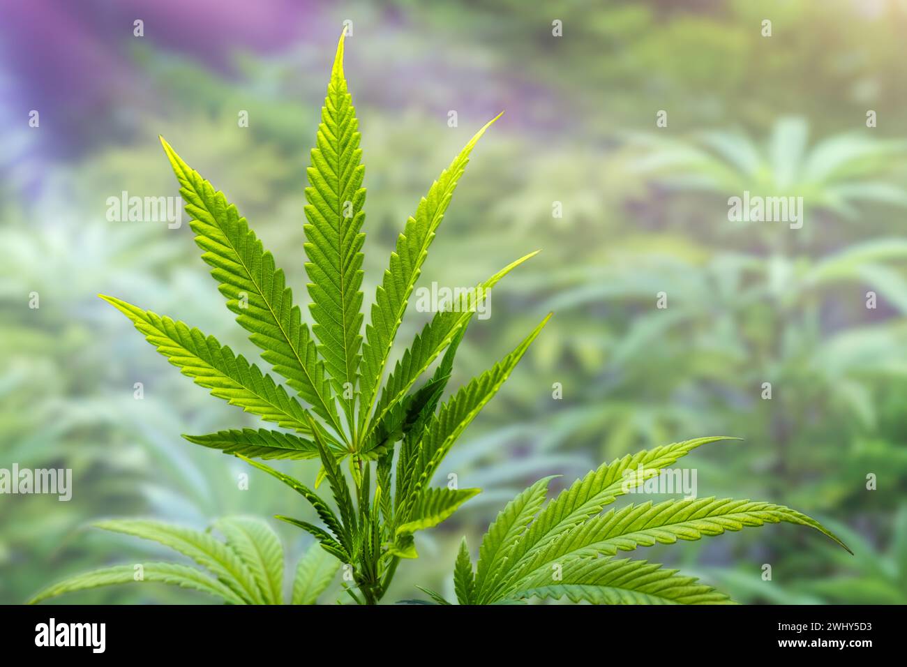 Cannabis bush hi-res stock photography and images - Alamy