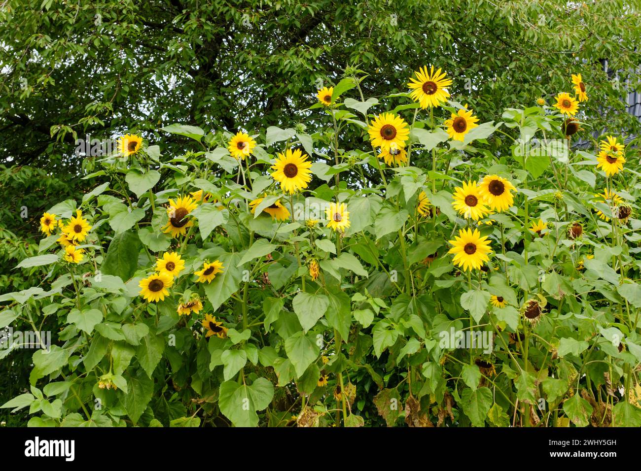 Sunflower nobody hi-res stock photography and images - Alamy