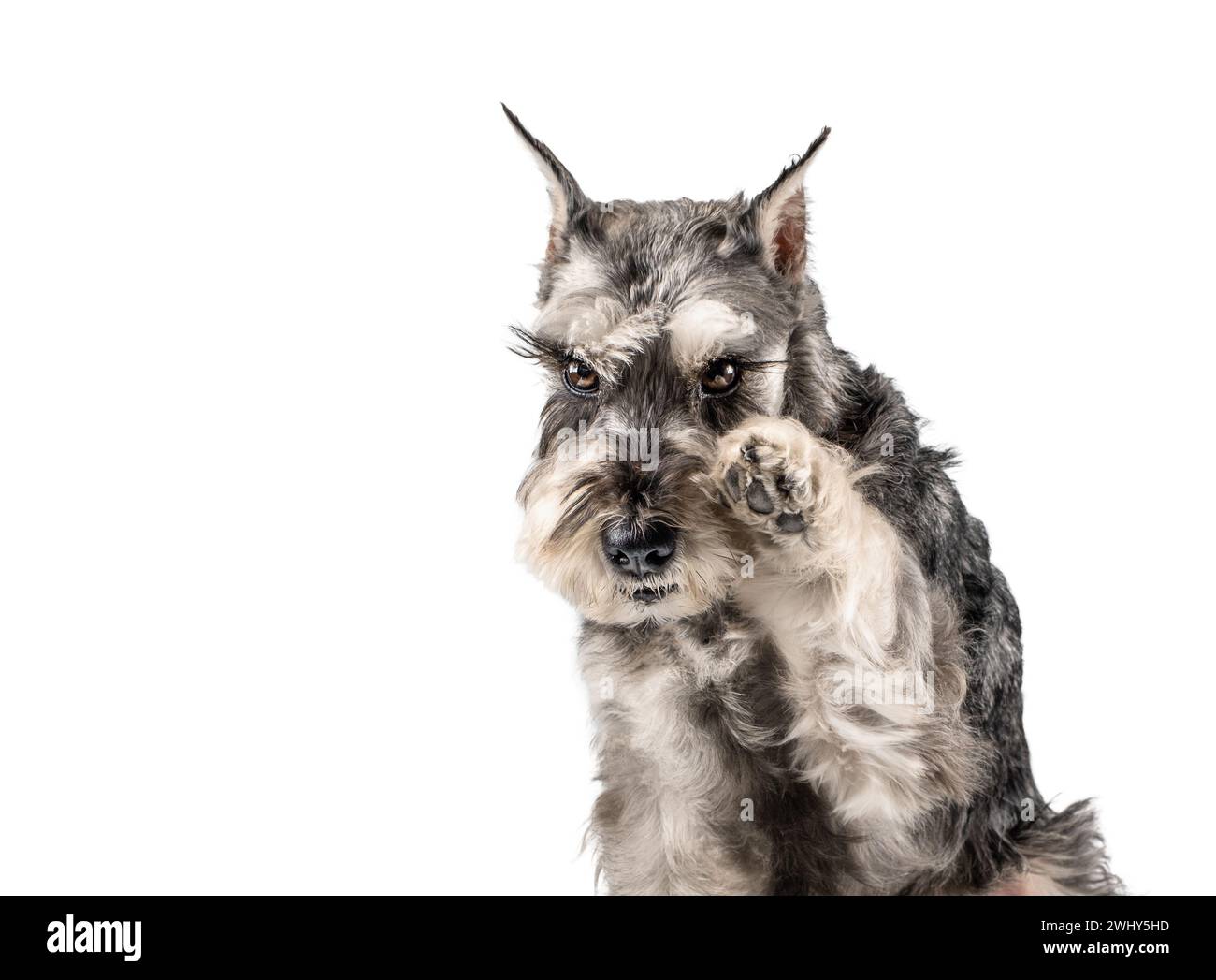 Portrait of the miniature schnauzer dog raised his paw to his muzzle ...