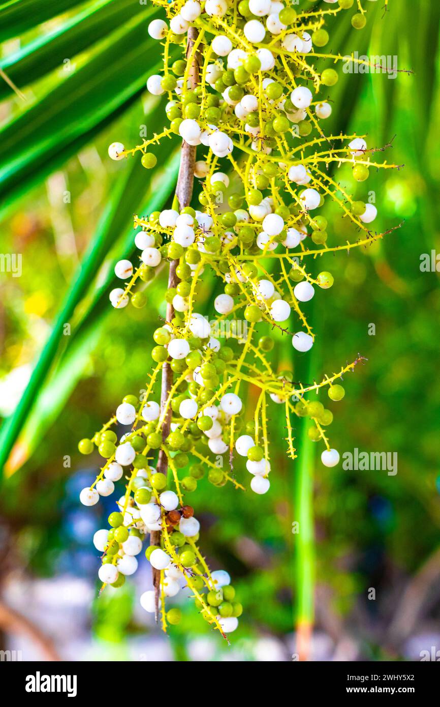 Palm tree leaves seeds fruits of a tropical green exotic and Caribbean ...