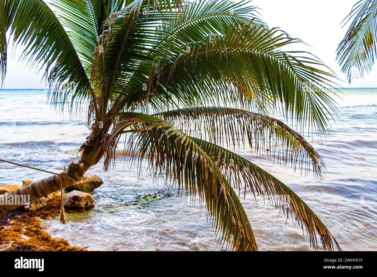 Tropical natural mexican palm tree with coconuts and blue sky ...