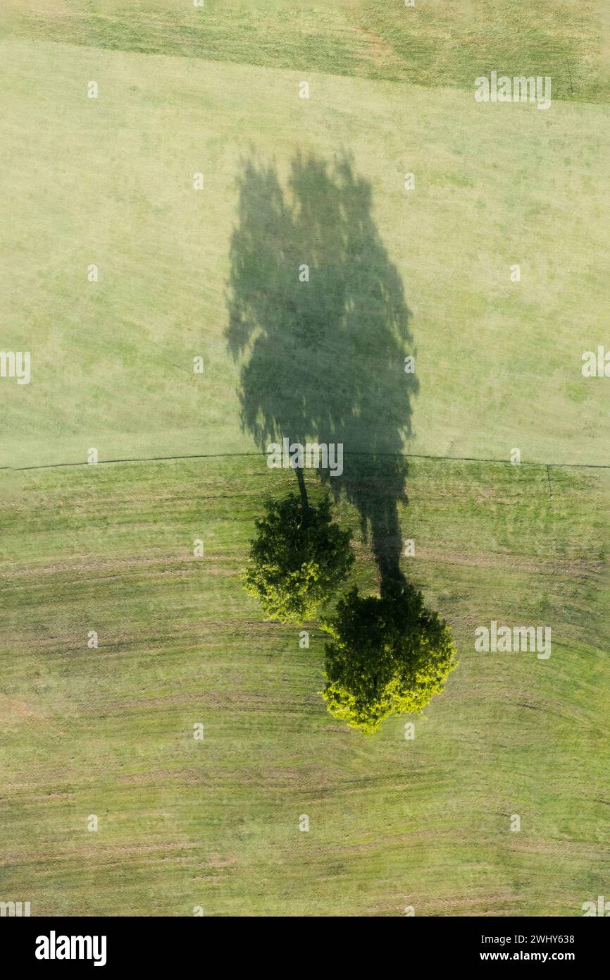 Blank trees hi-res stock photography and images - Alamy