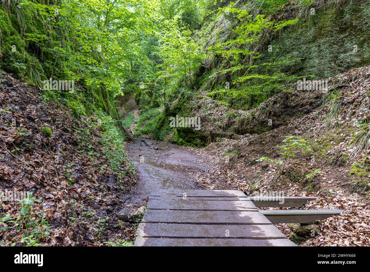Pictures from the Dragon Gorge near Eisenach Thuringia Stock Photo - Alamy