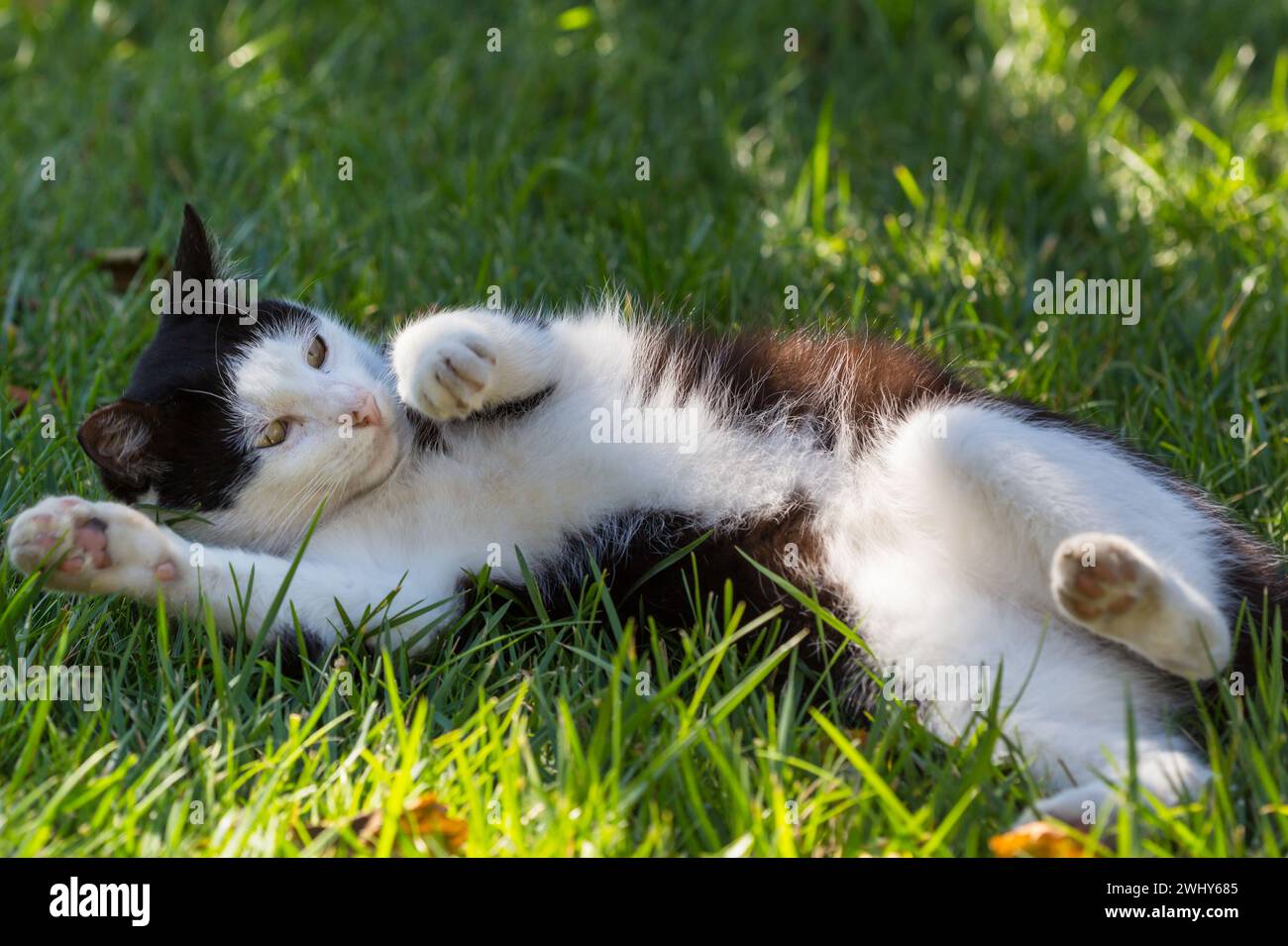 Cat in grass Stock Photo - Alamy