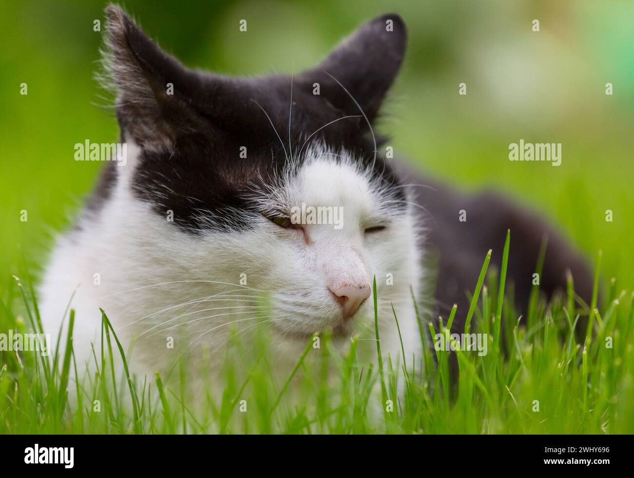 Cat in grass Stock Photo - Alamy