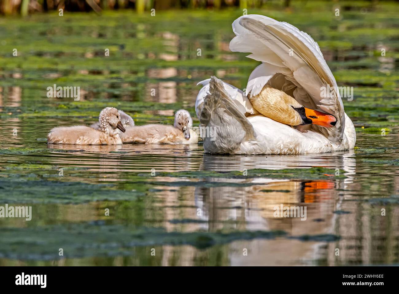 Offspring Swan Swan family Stock Photo - Alamy