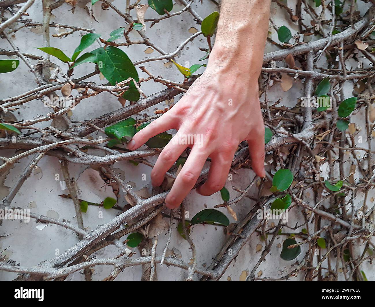 Slim tree trunk hi-res stock photography and images - Alamy