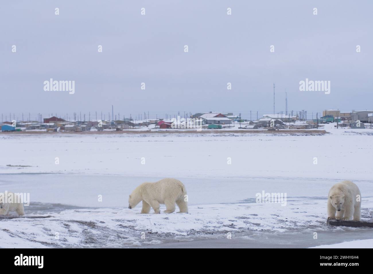 polar bears Ursus maritimus adult sow newly formed lagoon ice outside ...