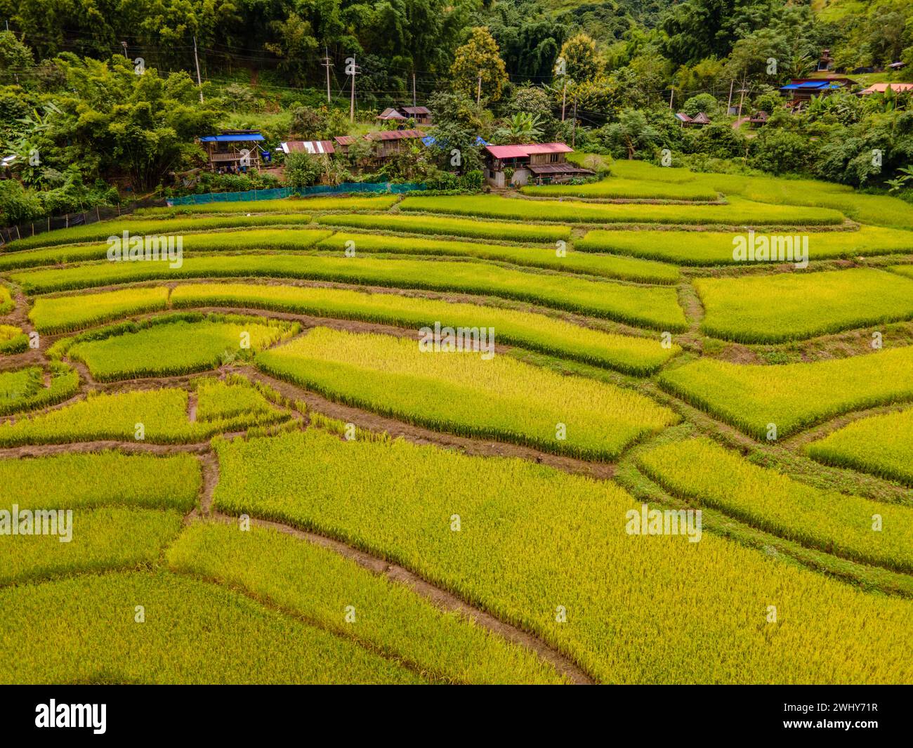 Sapan hi-res stock photography and images - Alamy