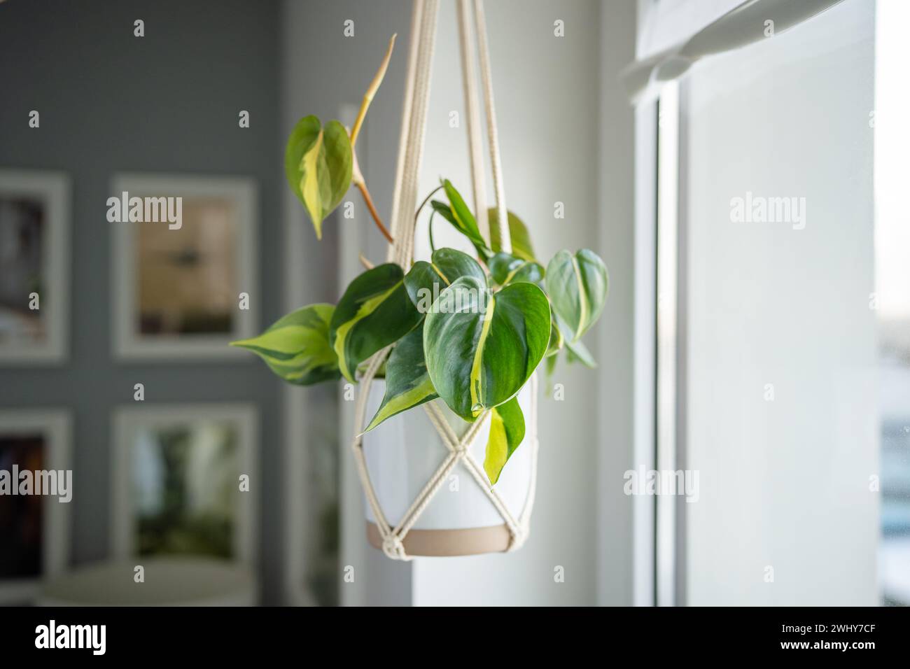 Plant Philodendron Brasil in ceramic pot hanging from cotton macrame ...