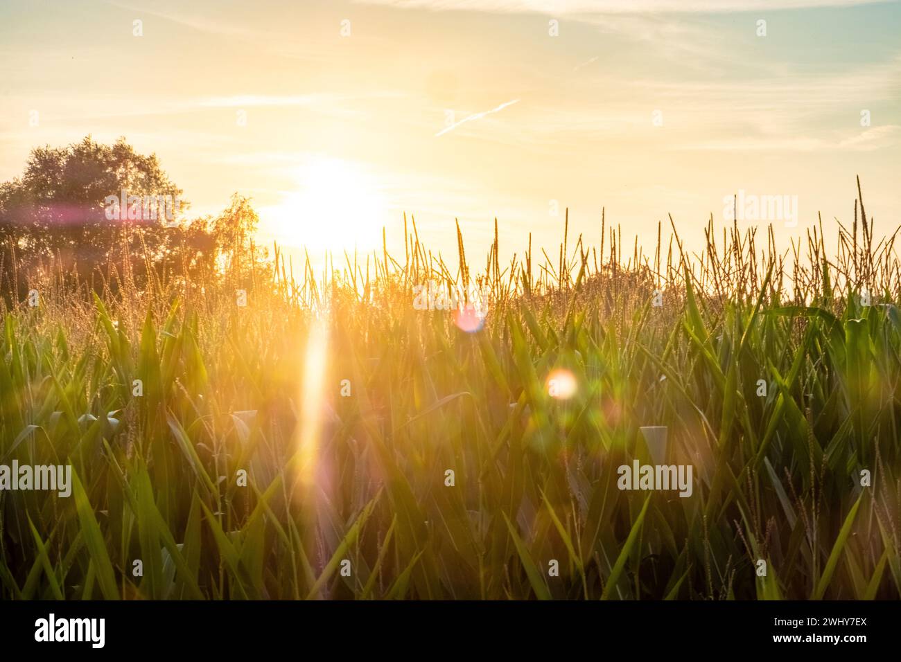 Corn field at sunset or sunrise with a golden sky and some soft clouds ...