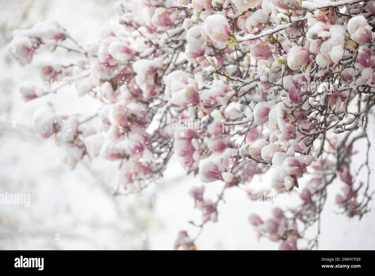 Magnolia blossoming tree in snowstorm Stock Photo - Alamy